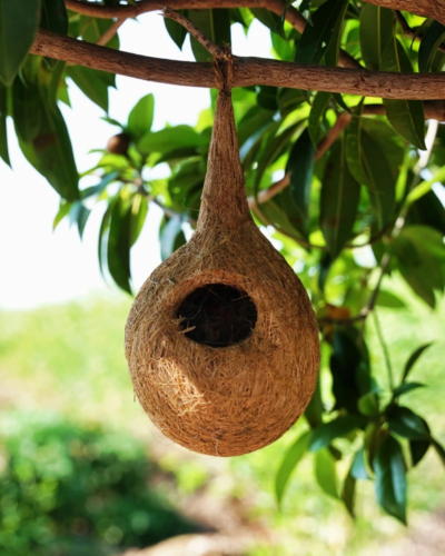 Eco-Friendly Birdhouses and Feeders | BirdsHomes